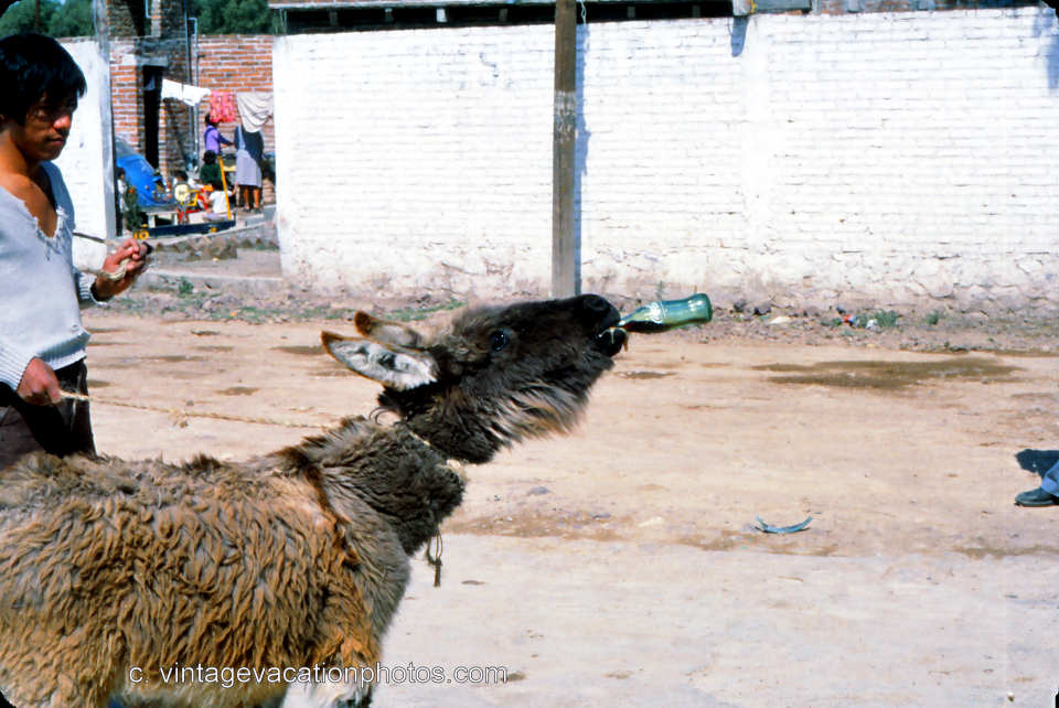 Vintage Vacation Photos: Donkey that drinks Coca Cola, Mexico, 1980